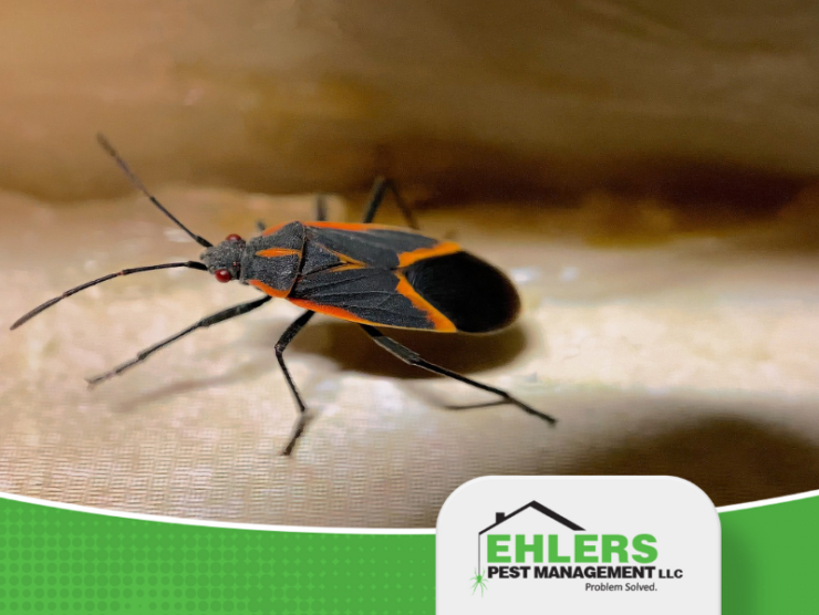 Box Elder Bugs: Identification and Prevention Tips | Ehlers