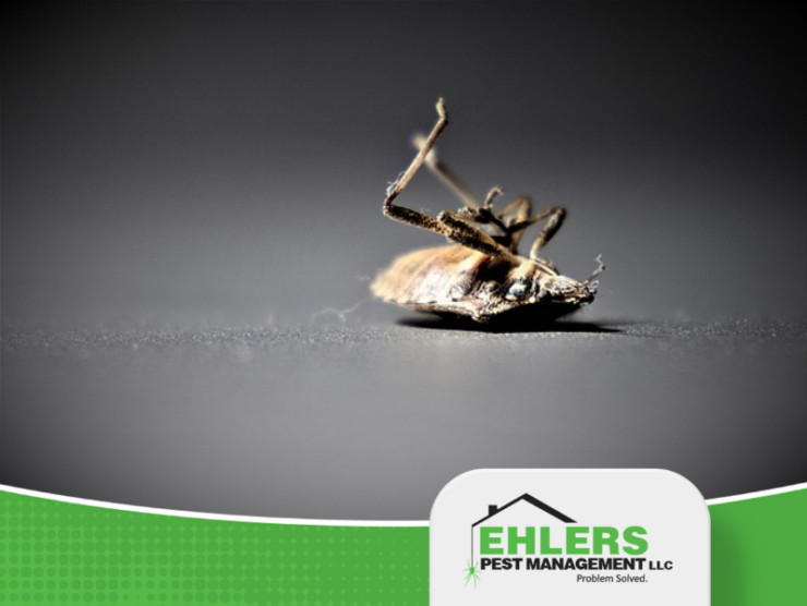 Identifying and Treating Bed Bugs in Milwaukee Homes | Ehlers