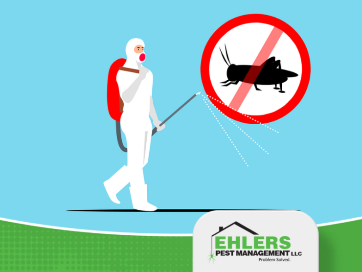 DIY vs. Professional Exterminator: When to Get Help | Ehlers