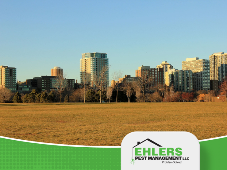 Urban Pest Management: Challenges and Solutions | Ehlers