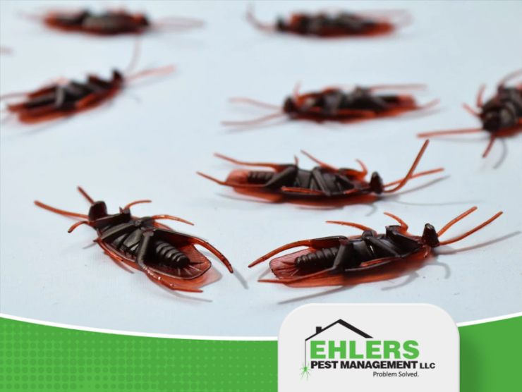 How to Handle a Sudden Pest Infestation as a Homeowner | Ehlers