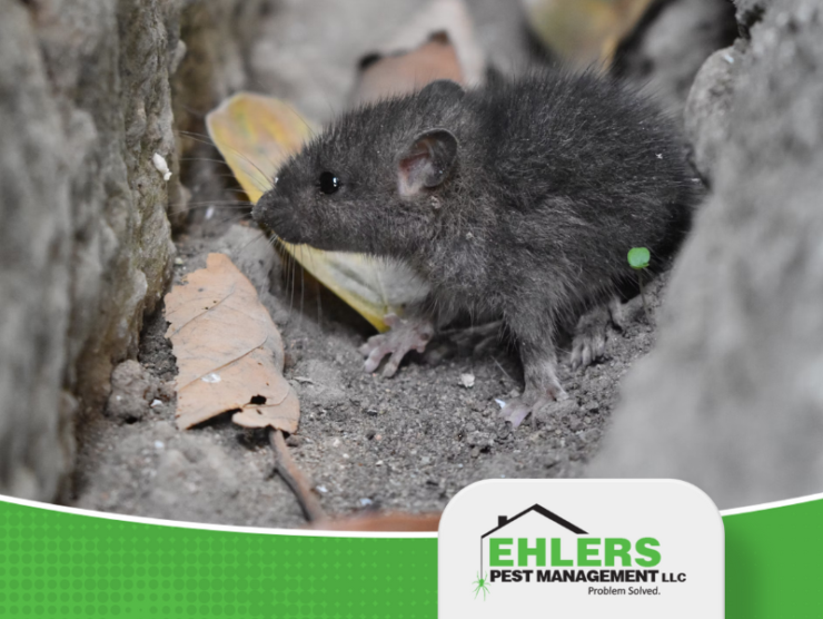 Signs of Pest Infestation: Spot Problems Early | Ehlers