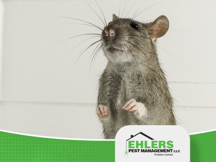 Why Rodent Control is Essential for Milwaukee Business | Ehlers